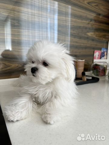 Мальтийская болонка мальтезе мальчик