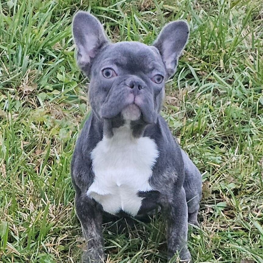Французский бульдог, щенок
