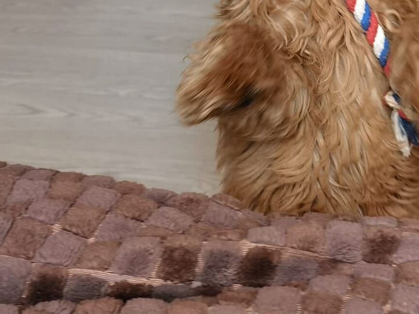 Симона мальтипу f1