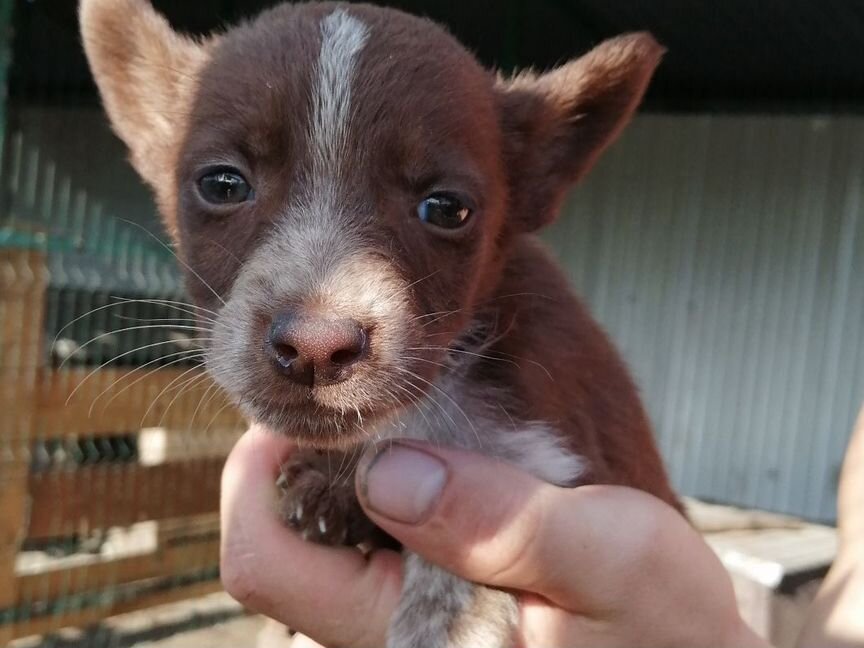 В добрые руки