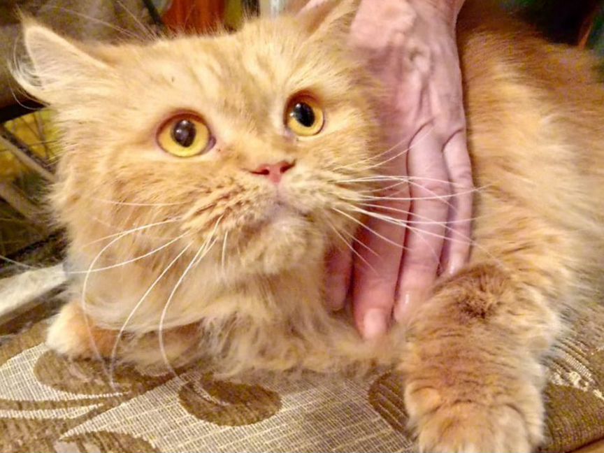 Кошечка Мотя в добрые руки