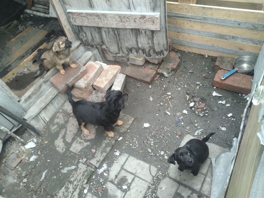 Щенки- подкидыш