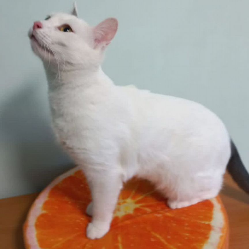 Воспитанный, молодой котик