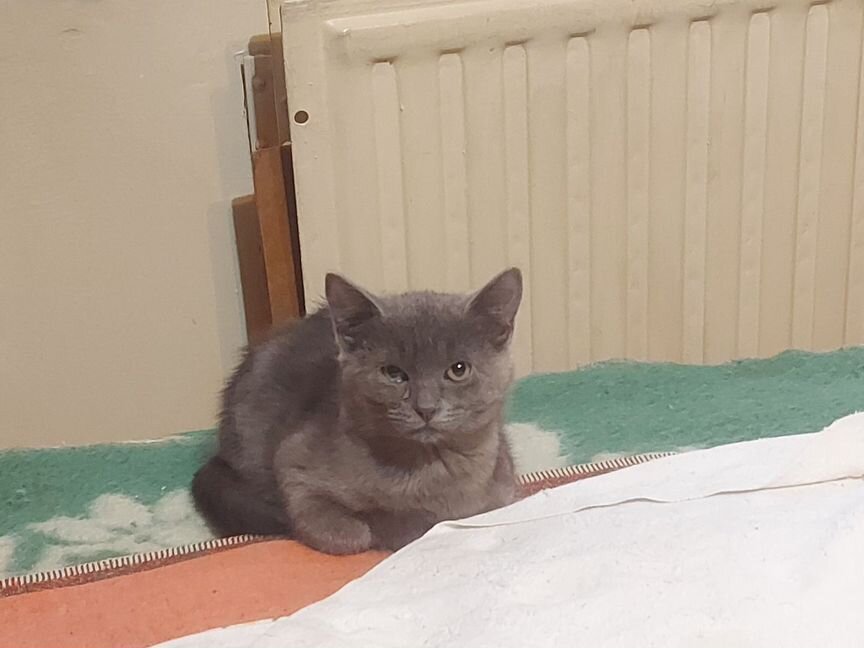 Дымок ищет дом