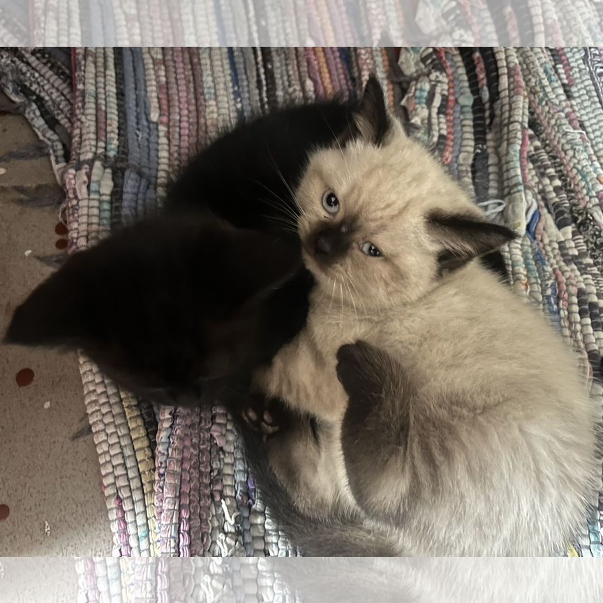 Котята