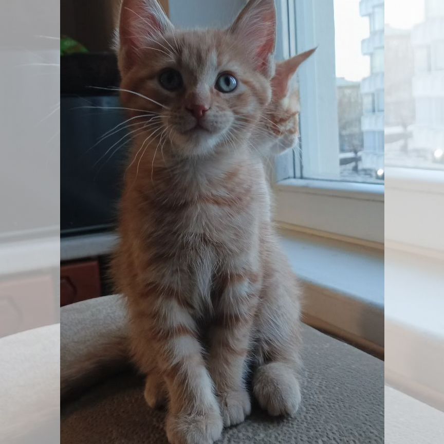 Мейн-кун котёнок