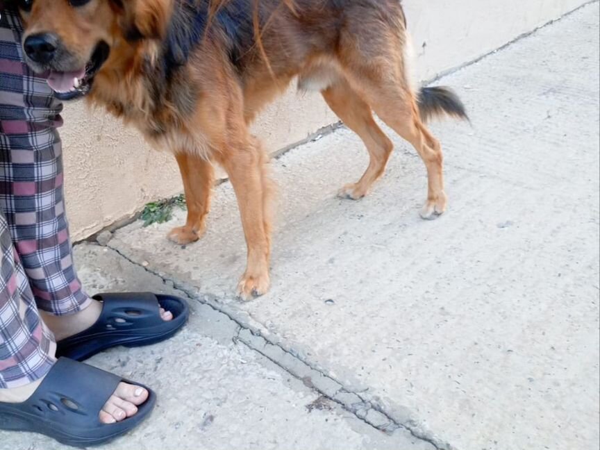 Собака в добрые руки