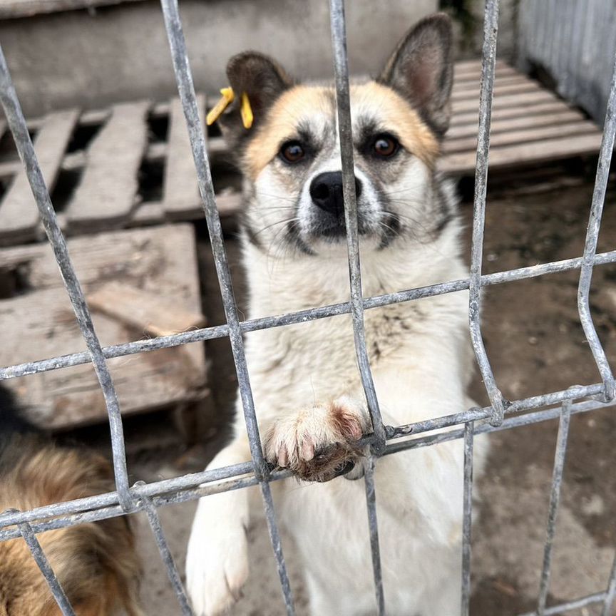 Взрослая собака в добрые руки