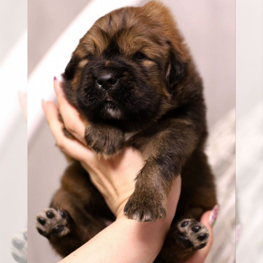 Тибетский мастиф, щенок