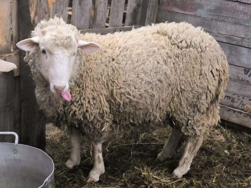 Шерсть от Мериносов