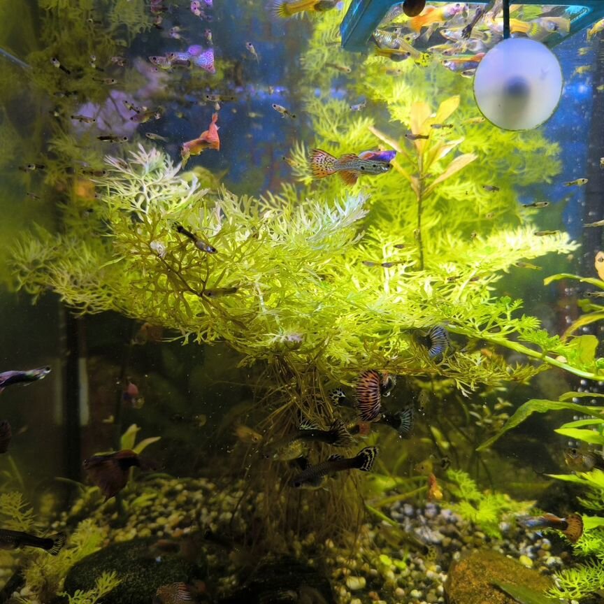 Гуппи мальки