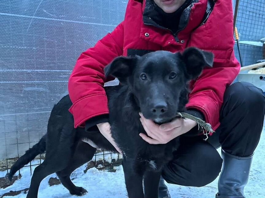 Щенок Блинчик в поисках дома