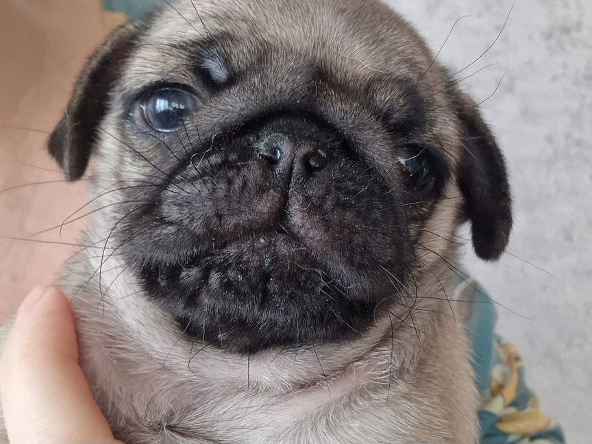 Мопс