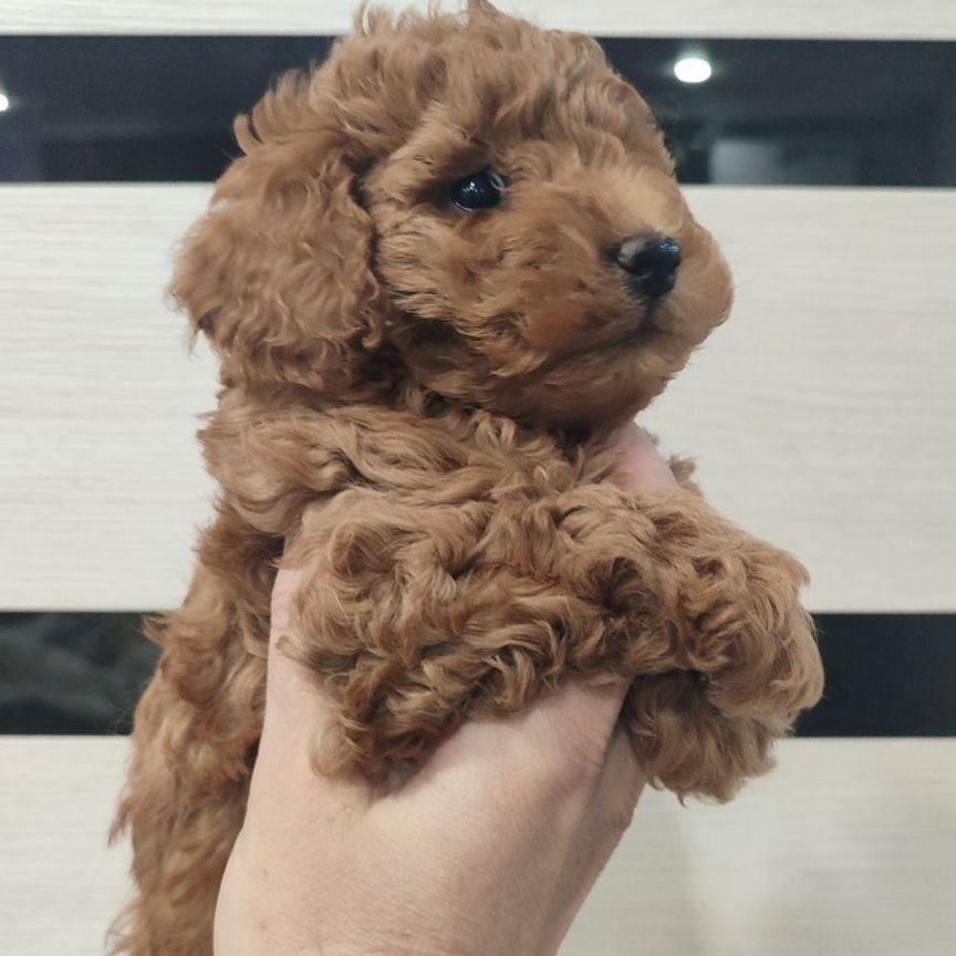 Пудель, щенок