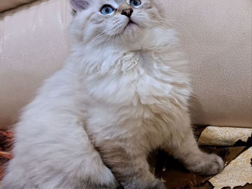 Невский маскарадный кот