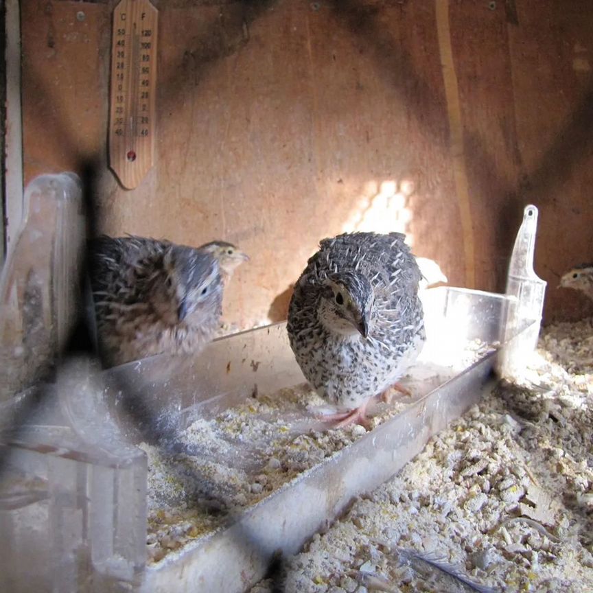 Перепела - Перепела - свежие яйца Гарантия яйценоскости