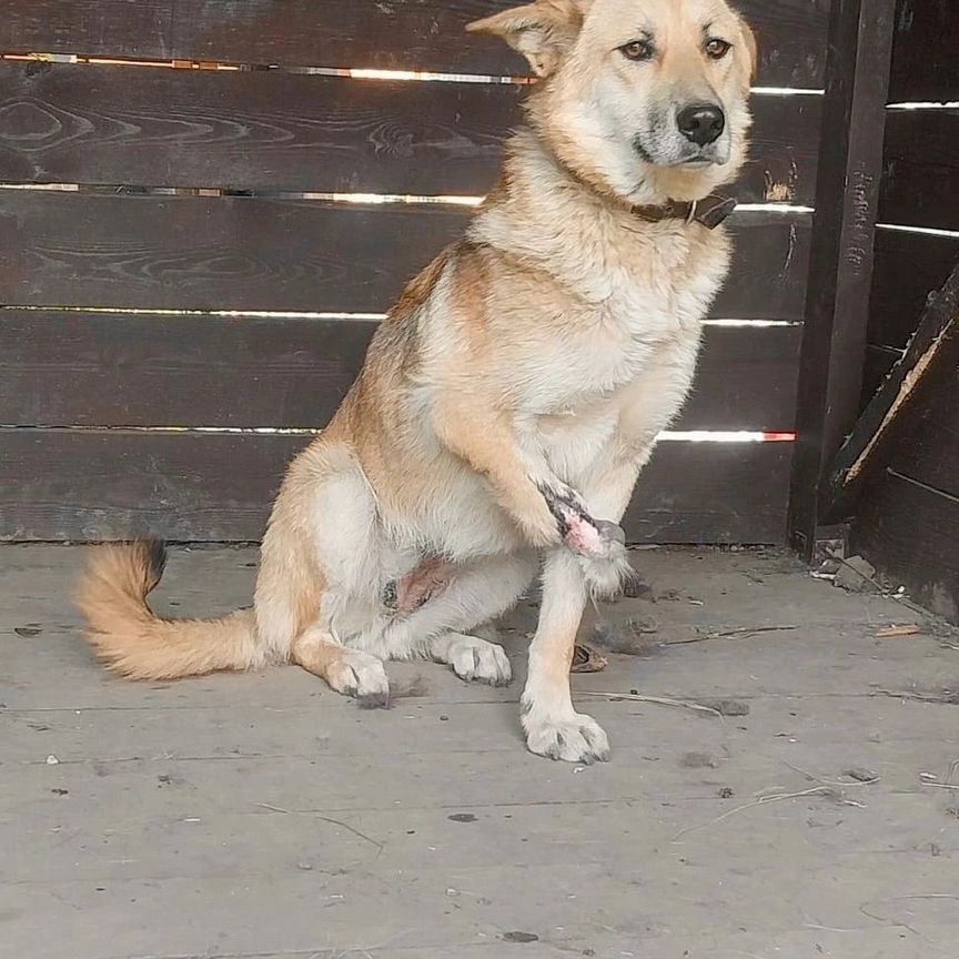 Собака без лапы ищет дом