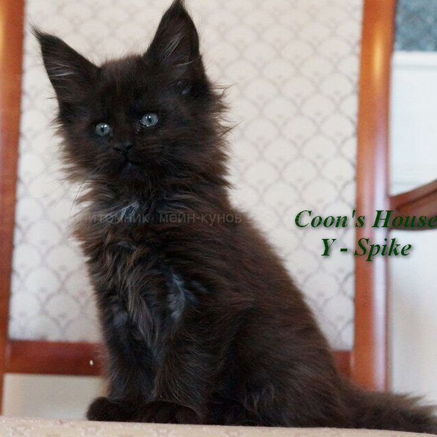 Котенок мейн-кун. Кот. Черный