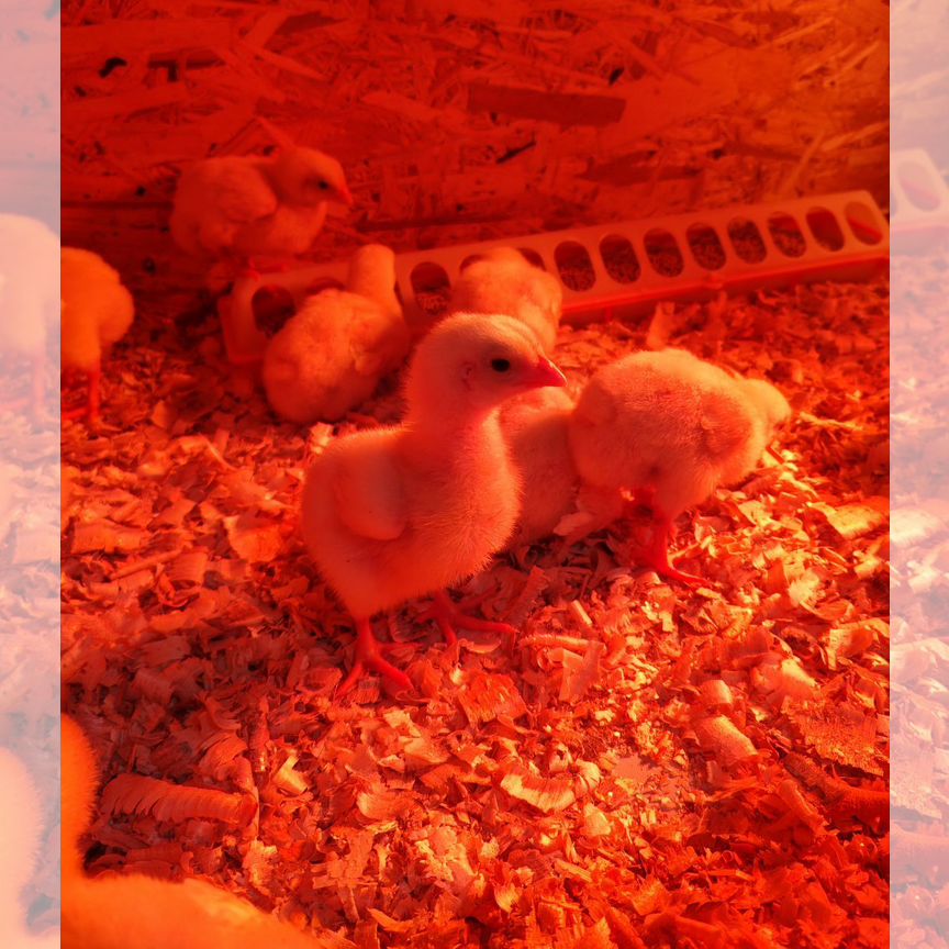 Цыплята бройлеры росс 308