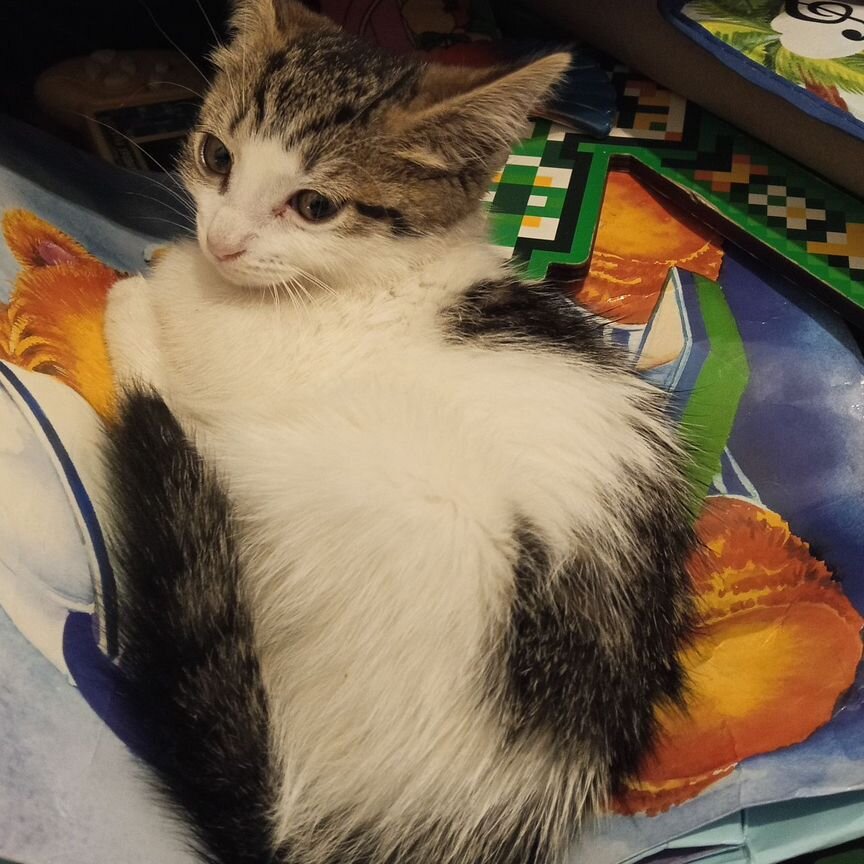 Котёнок в добрые руки