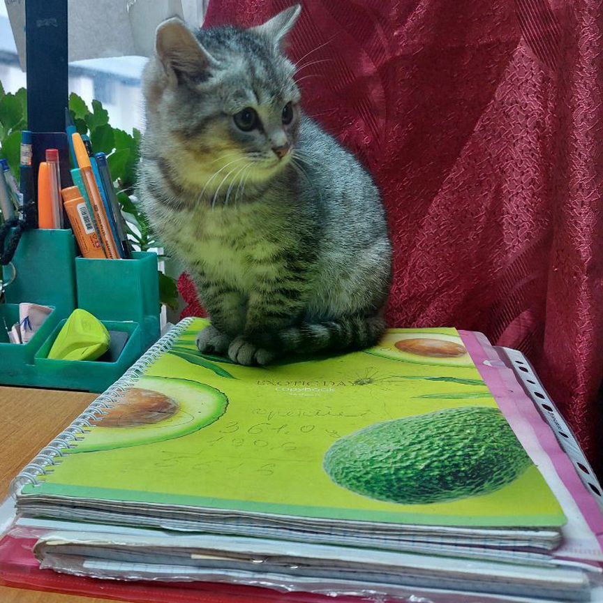 Котёнок в добрые руки