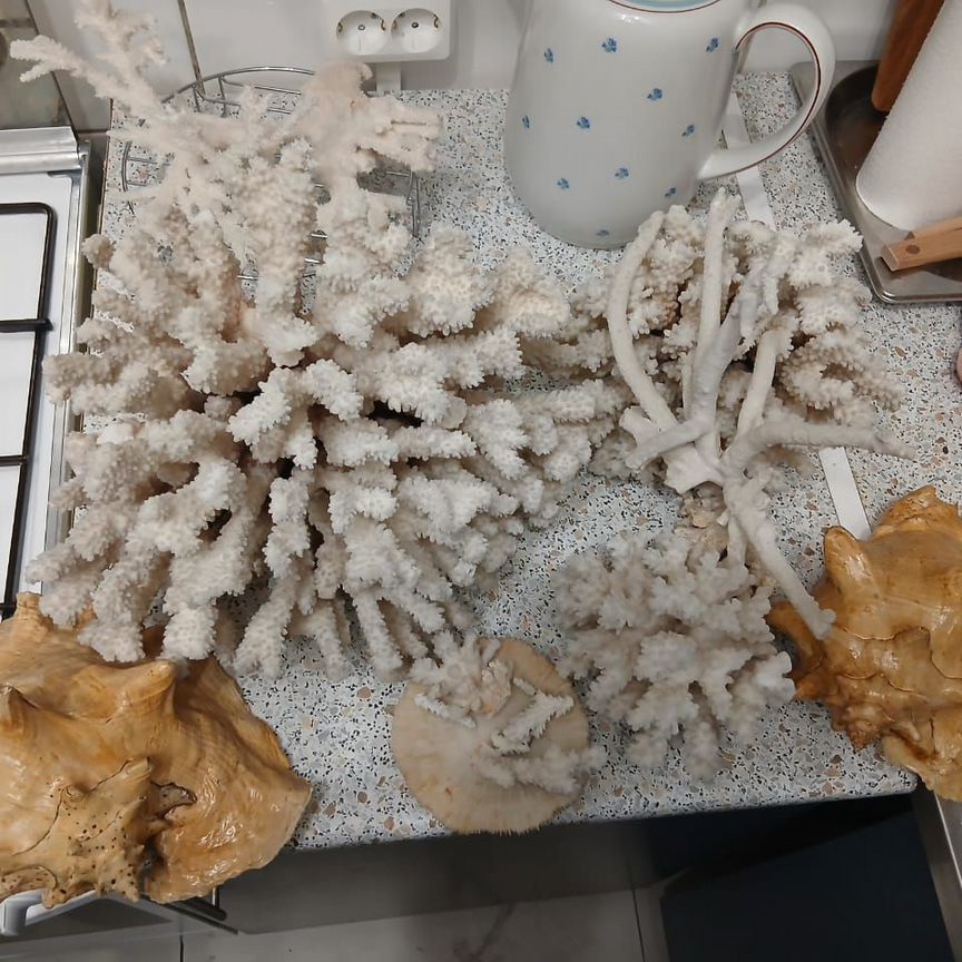 Коралы для аквариума