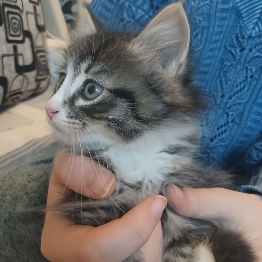 Котёнок в добрые руки