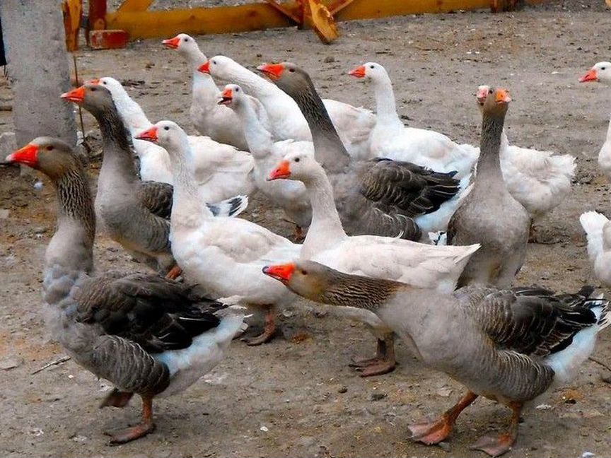 Гуси домашние