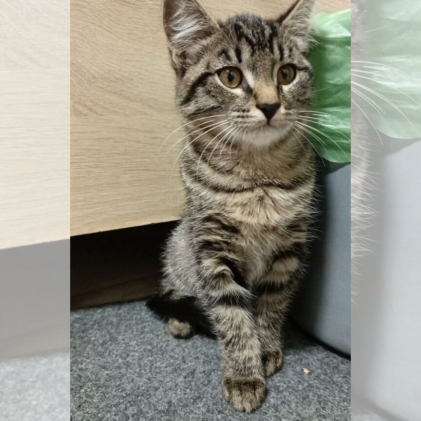 Котята породистые бесплатно