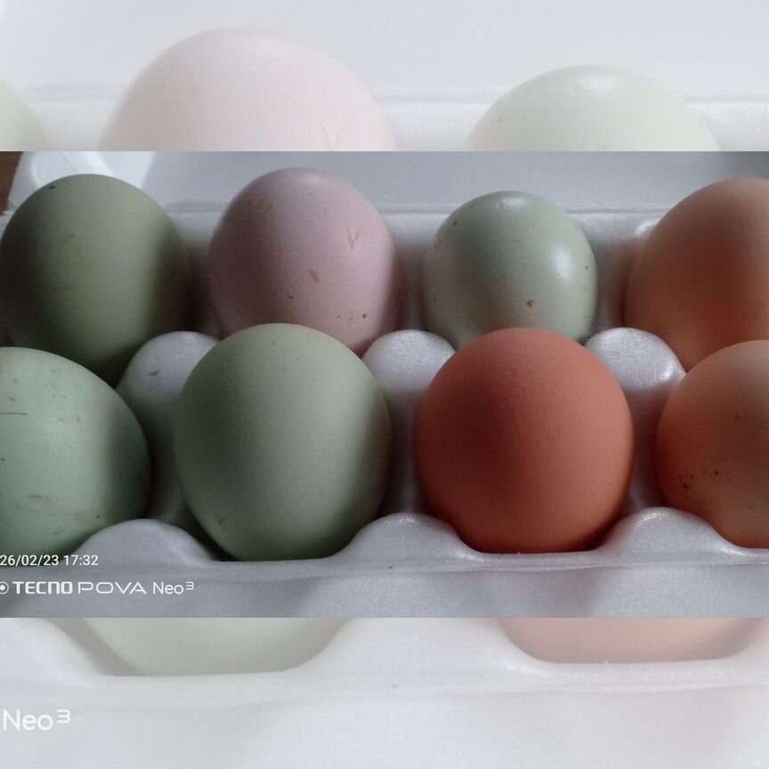 Инкубационное яйцо