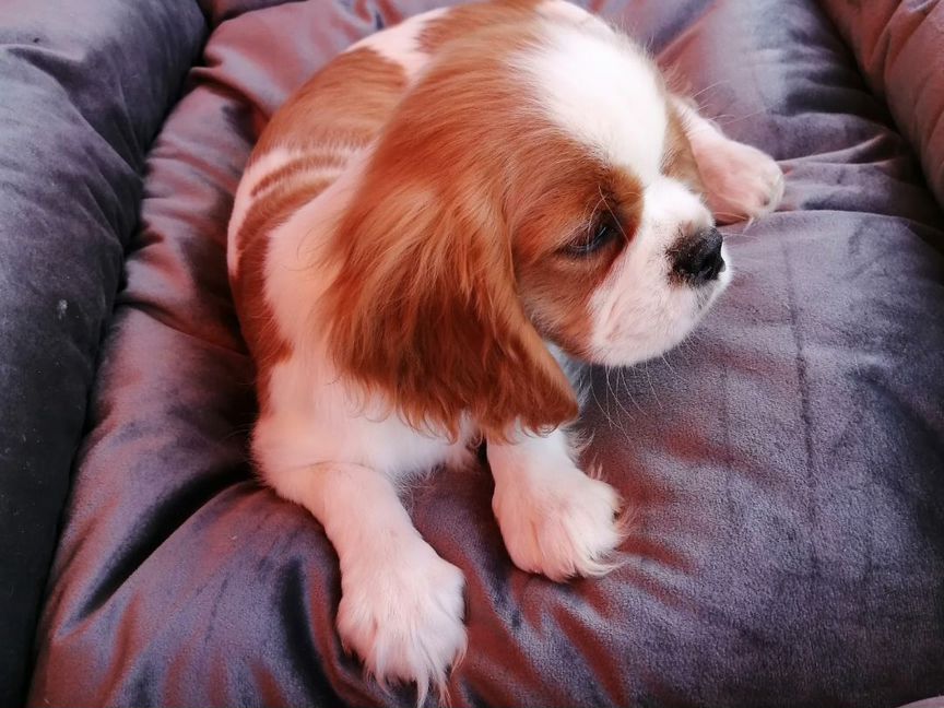 Девочка ккчс