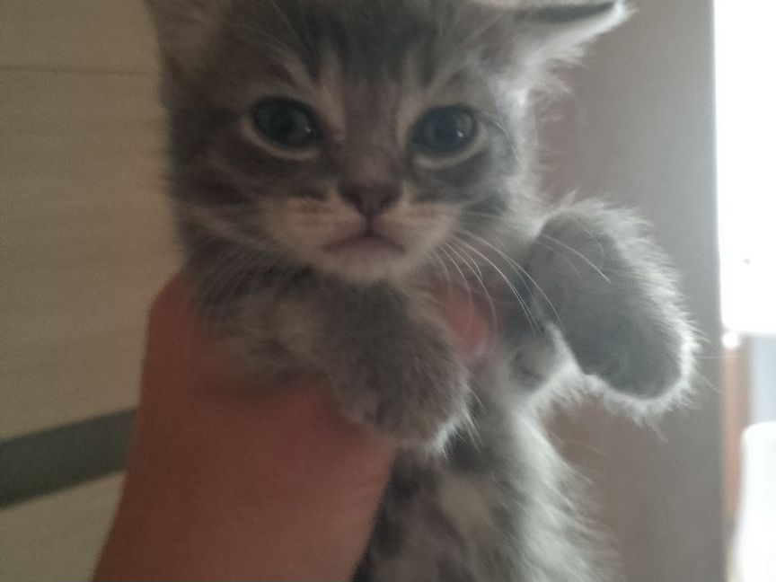 Кошка