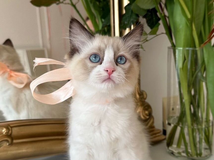 Котята рэгдолл