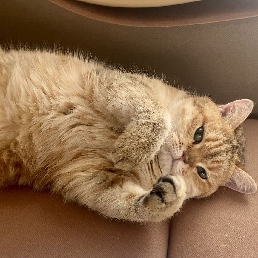 Отдам бесплатно кота