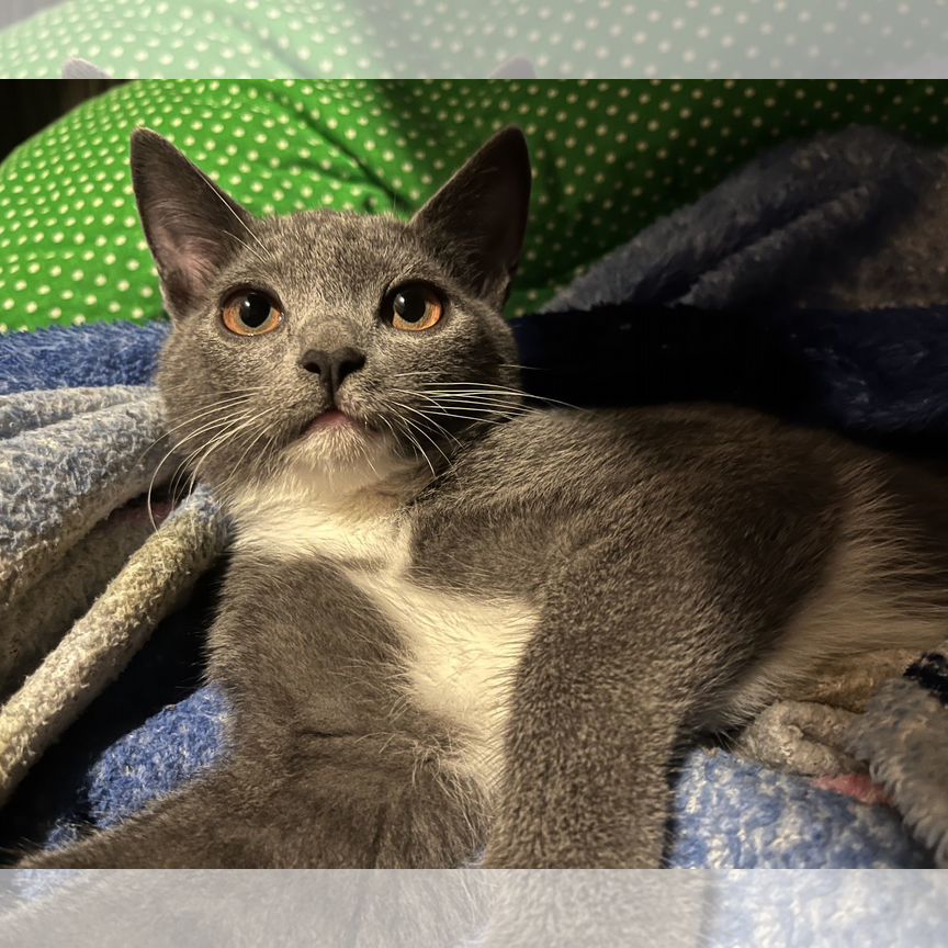Котенок