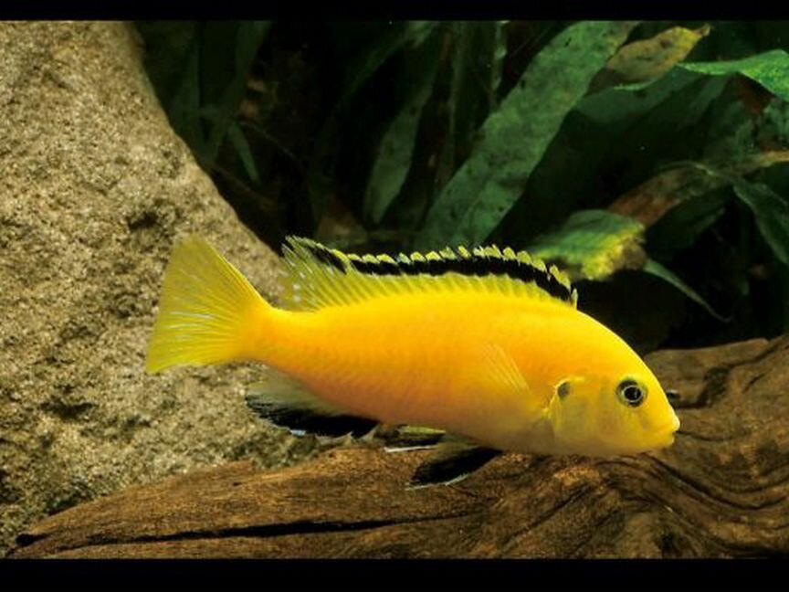 Аквариумные рыбки цихлиды малавайцы