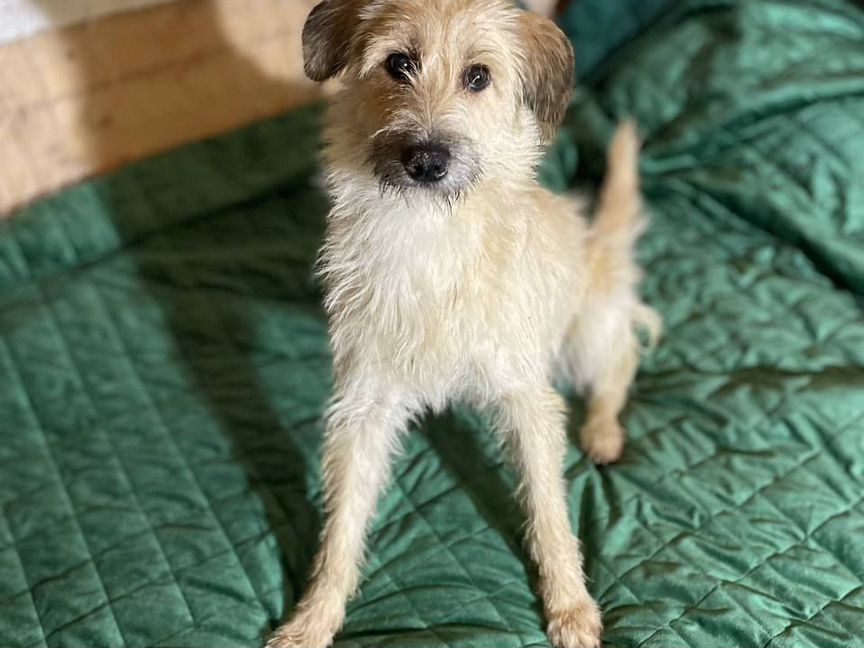 Собака в добрые руки