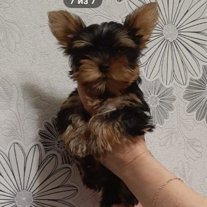 Йоркширский терьер щенки