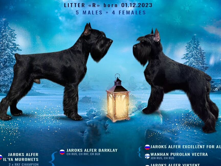 Родились классные щенки черного миттельшнауцера