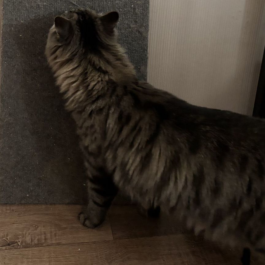 Лоток для котят