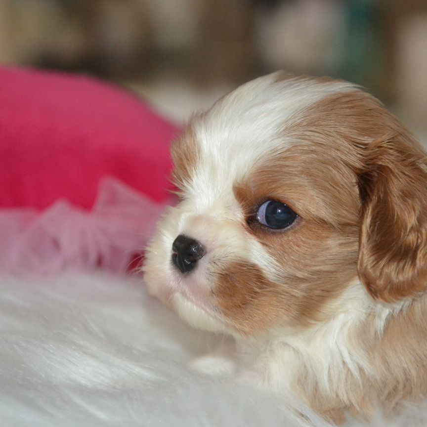 Мальчик кавалерчик РКФ