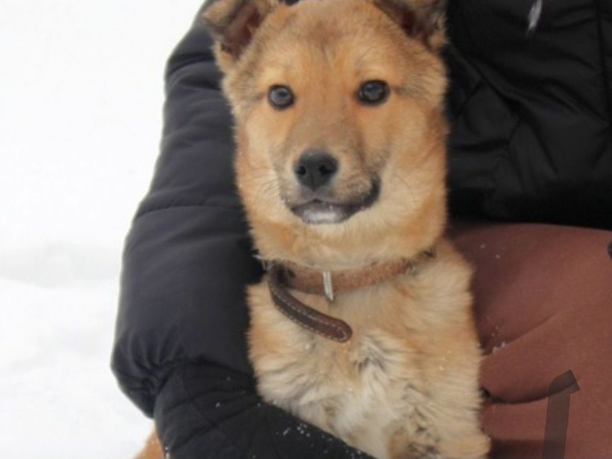 Шилопопый друг