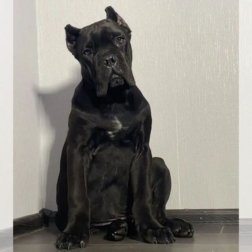 Кане-корсо, щенок