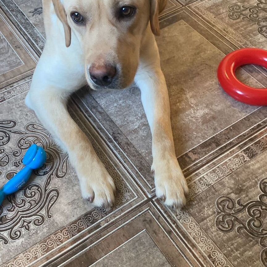 Лабрадор в добрые руки