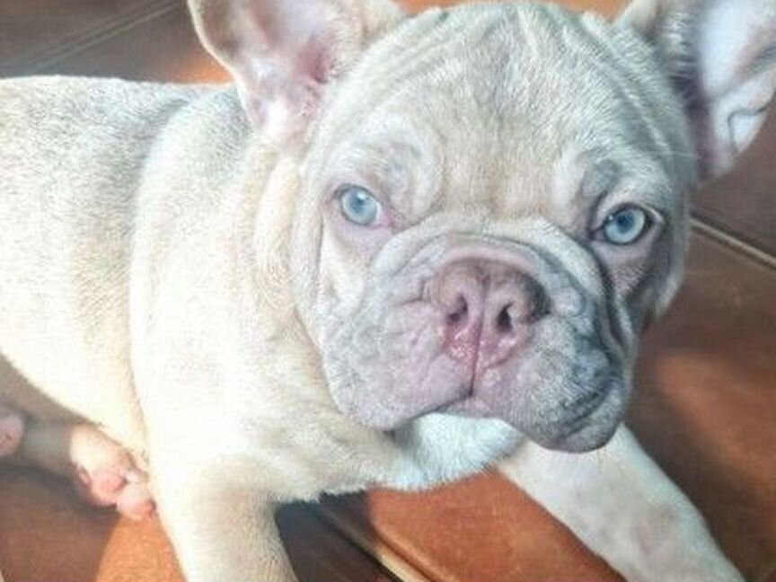 Французский красавец