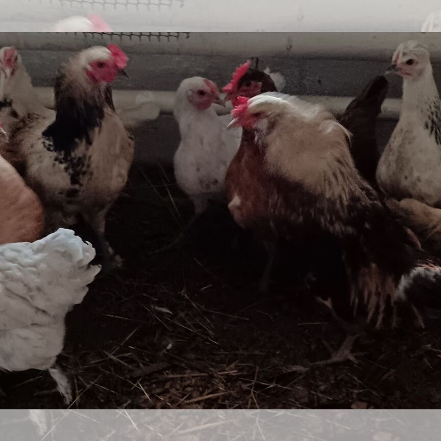 Молодые петушки