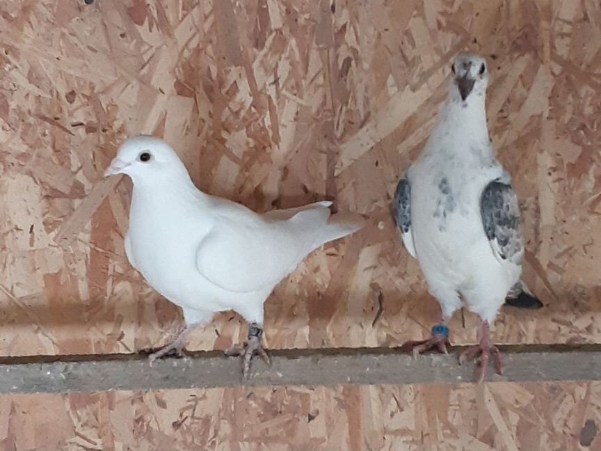 Голуби и кролики