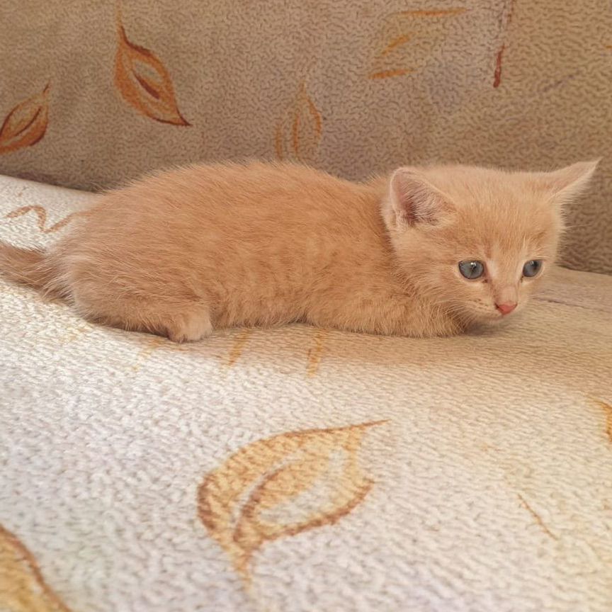 Котенок мальчик персиковый с голубыми галазами