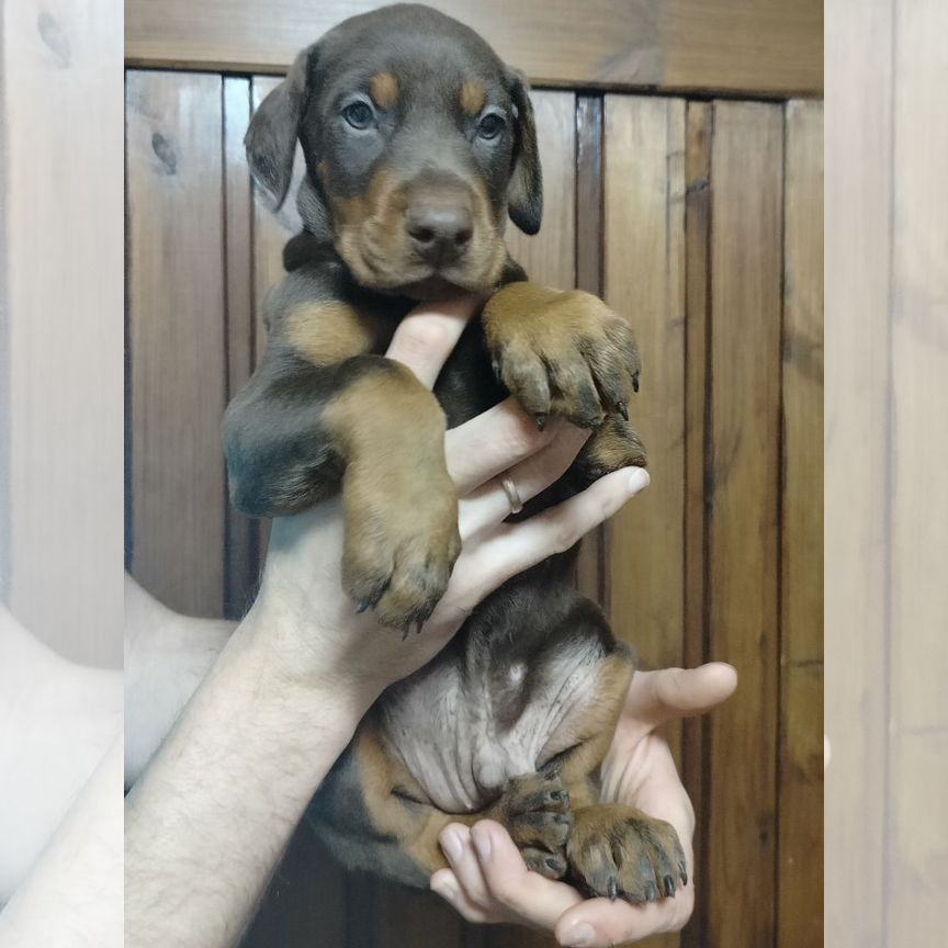 Щенки доберма с документами.Доставка