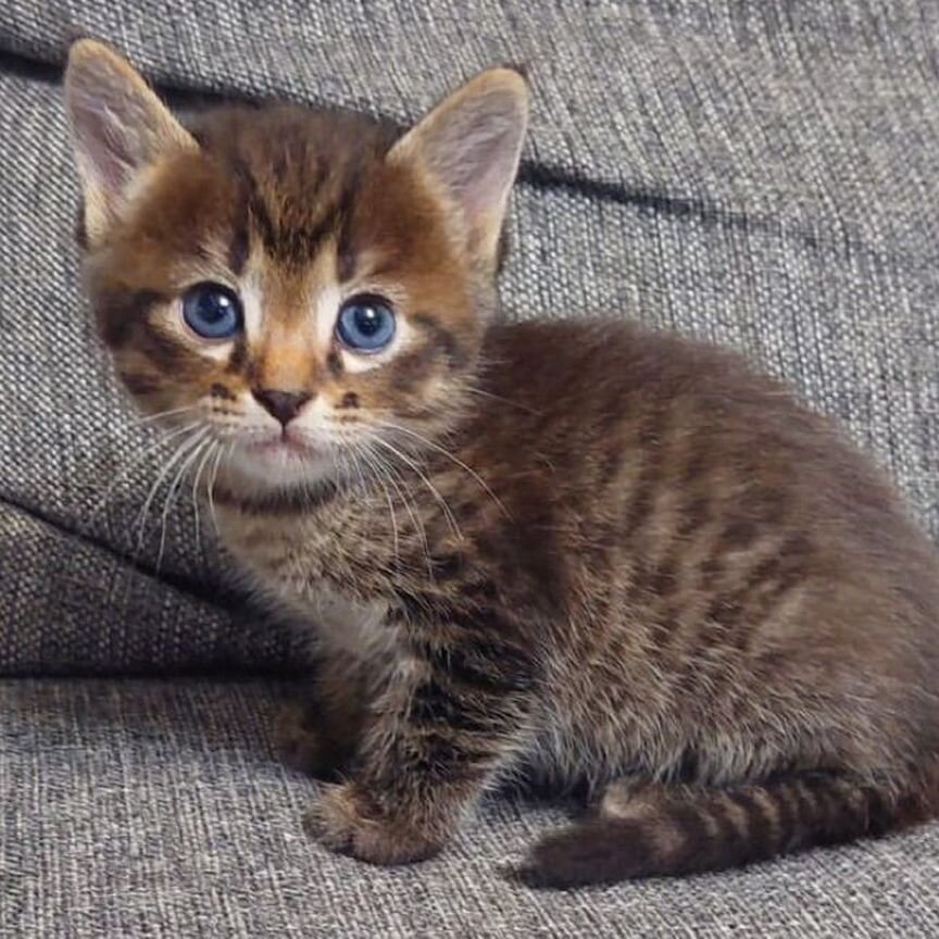 Классный пацан котенок ждет родителей